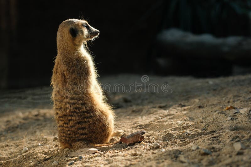 Meerkats Bask in the Sun. One Meerkat Stands on Its Hind Legs and ...