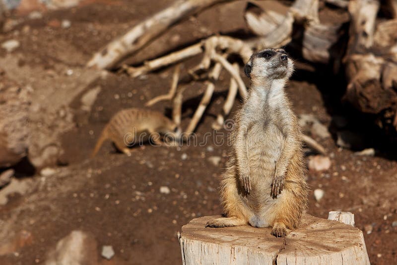 Meerkat in zoo stock photo. Image of nature, sentinel - 24056494