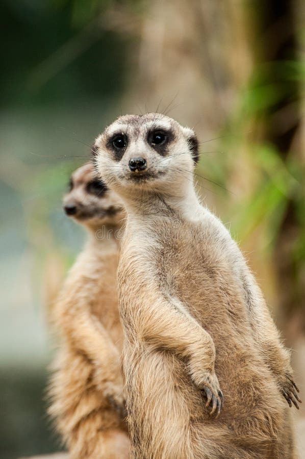Meerkats on lookout stock image. Image of meerkat, pair - 1235887