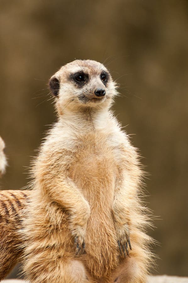 Suricate stock photo. Image of animals, hair, angry, nature - 61313832