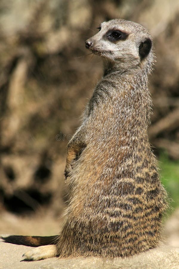Meerkate Scouting stock image. Image of watch, hair, ecology - 33968789