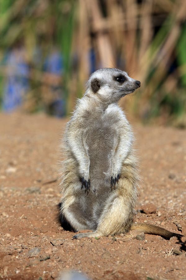 Meerkats stock image. Image of guest, baby, meerkat, namibia - 11298797
