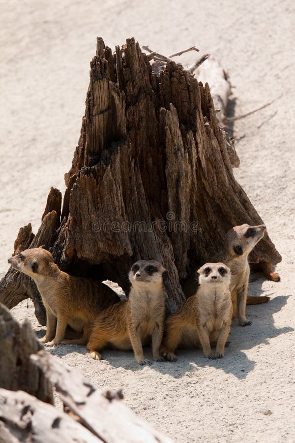 Meerkat catches mouse stock image. Image of tail, zoological - 22640115