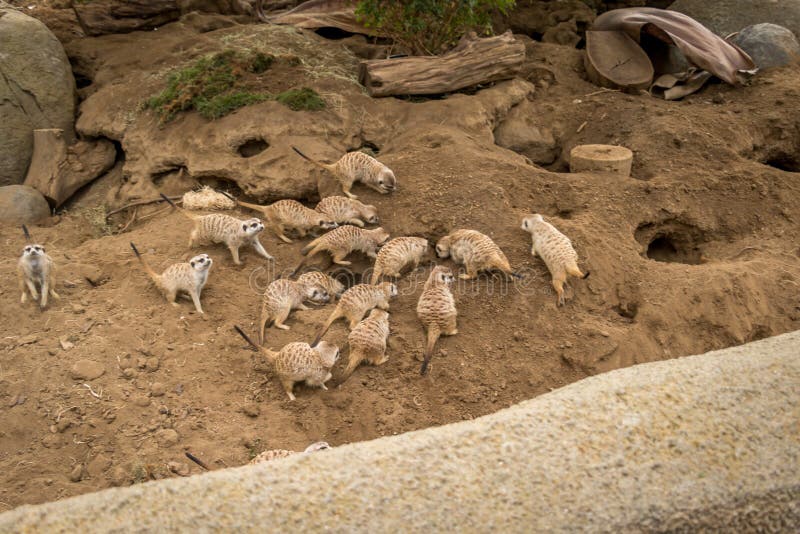 A Group of Meerkats Running Around Stock Image - Image of watchful ...