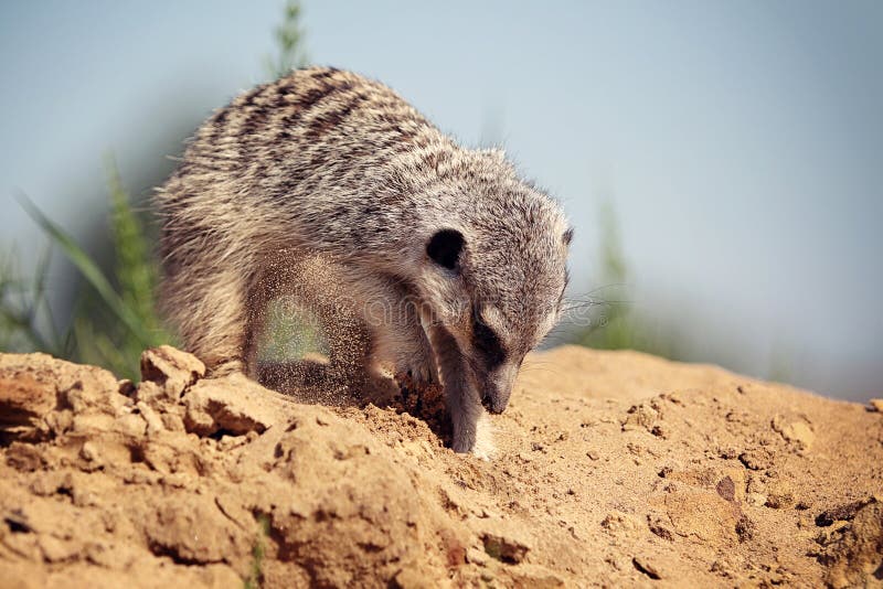 Meerkats eat stock image. Image of desert, fauna, animal - 25761295