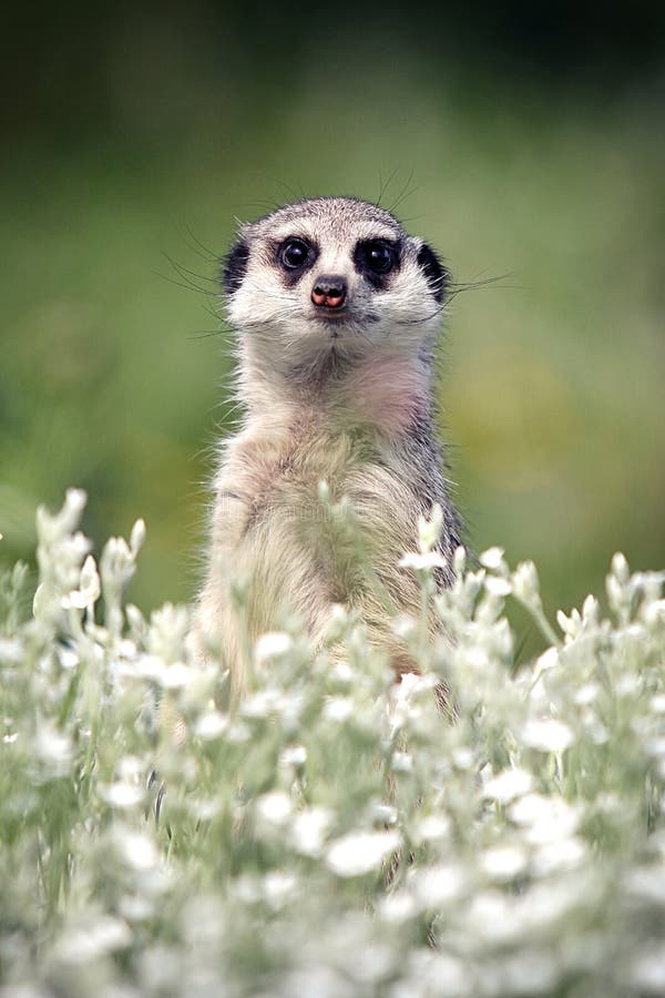 Meerkats stock image. Image of green, summer, nature - 25872353