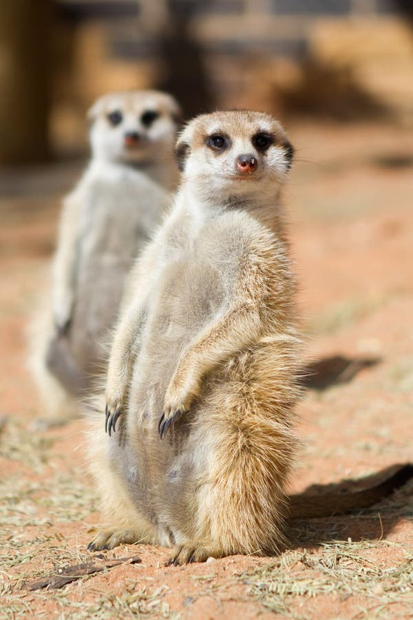 Meerkat and man stock image. Image of safari, nature - 26536559