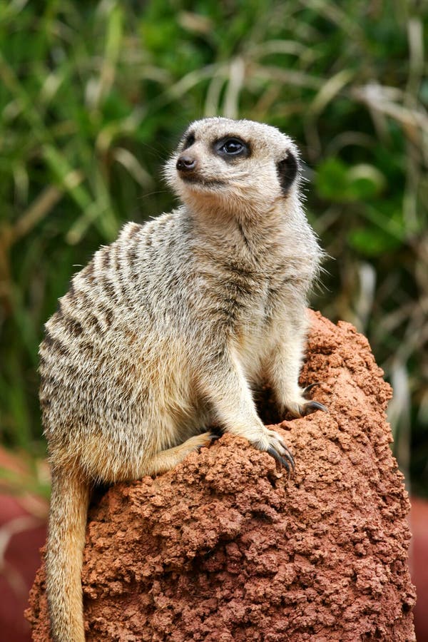 Meerkat Free Stock Photos & Pictures, Meerkat Royalty-Free and Public ...