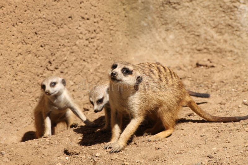 Meerkats stock photo. Image of recreation, adult, sitting - 66070014