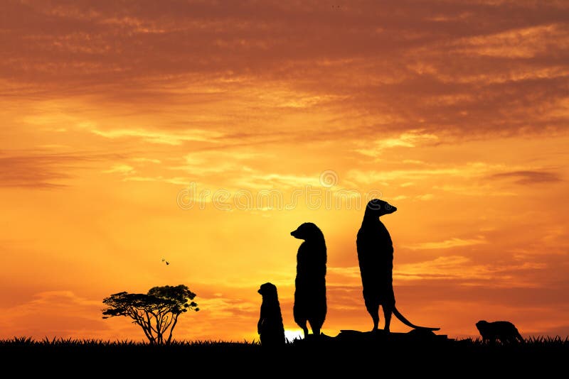 Meerkats in African Landscape at Sunset Stock Illustration ...