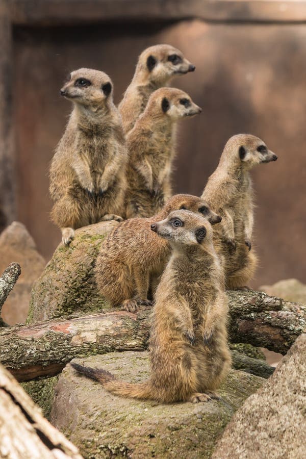 Meerkats on alert stock photo. Image of meerkat, group - 43526256
