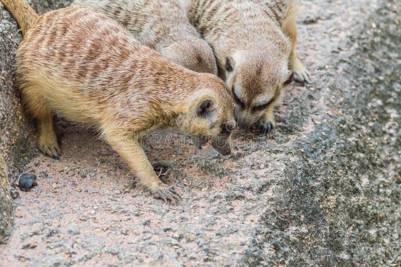 Meerkats eat stock photo. Image of sands, rock, desert - 25761256