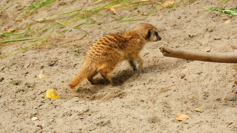 Meerkats Digging in the Sand Stock Video - Video of digging, suricate ...