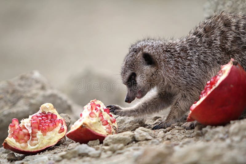 Meerkats eat stock photo. Image of meerkats, sands, rock - 25761256
