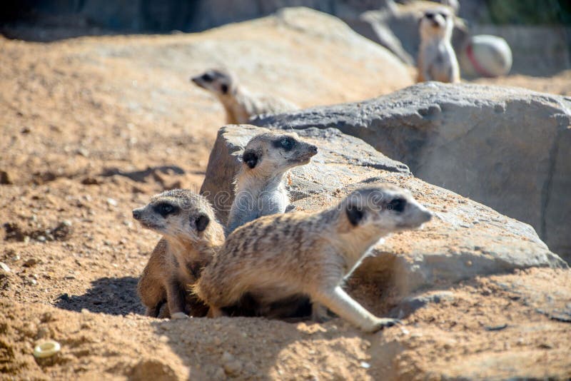 Meerkats group stock photo. Image of travel, portrait - 79530388