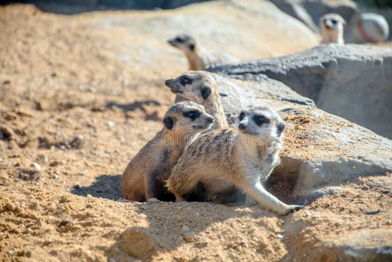 Meerkats group stock photo. Image of biology, park, travel - 81394836