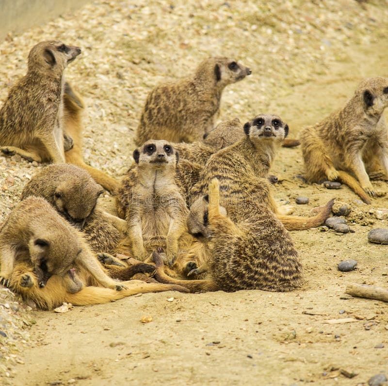 Group Of Meerkats On The Sand Stock Photo - Image of meerkat ...