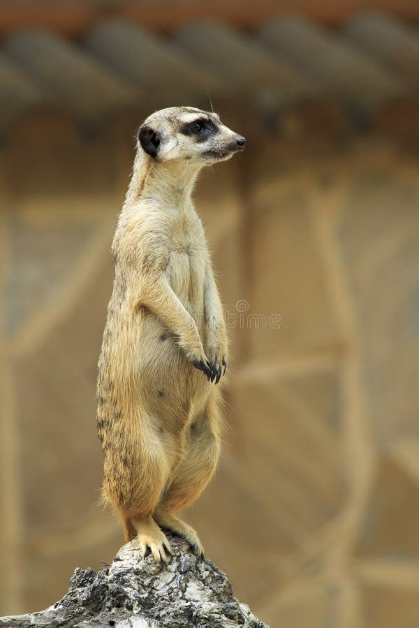 Meerkats Guarding the Rest of the Pack (scout). Stock Photo - Image of ...