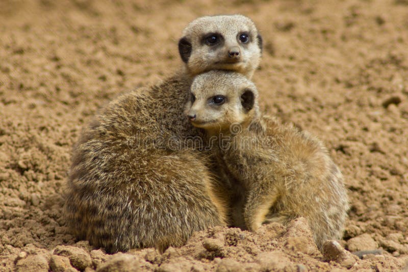 Meerkats stock image. Image of meerkats, cute, hugging - 66375075