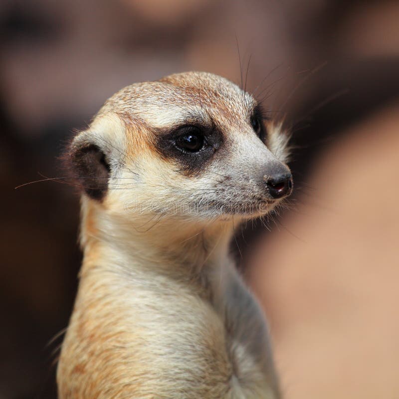 Suricate stock photo. Image of animals, hair, angry, nature - 61313832