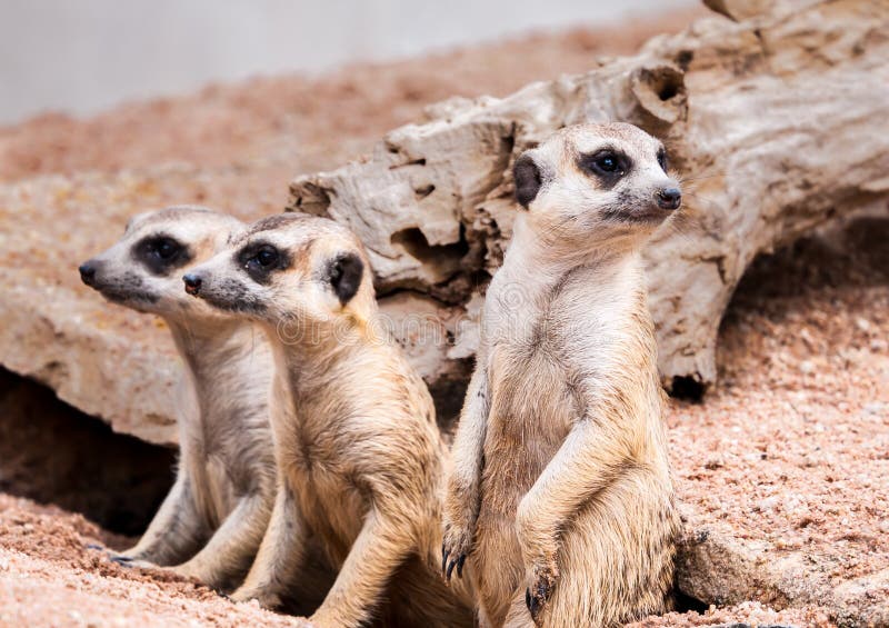 Meercat family stock image. Image of brown, omnivore, shot - 1152715