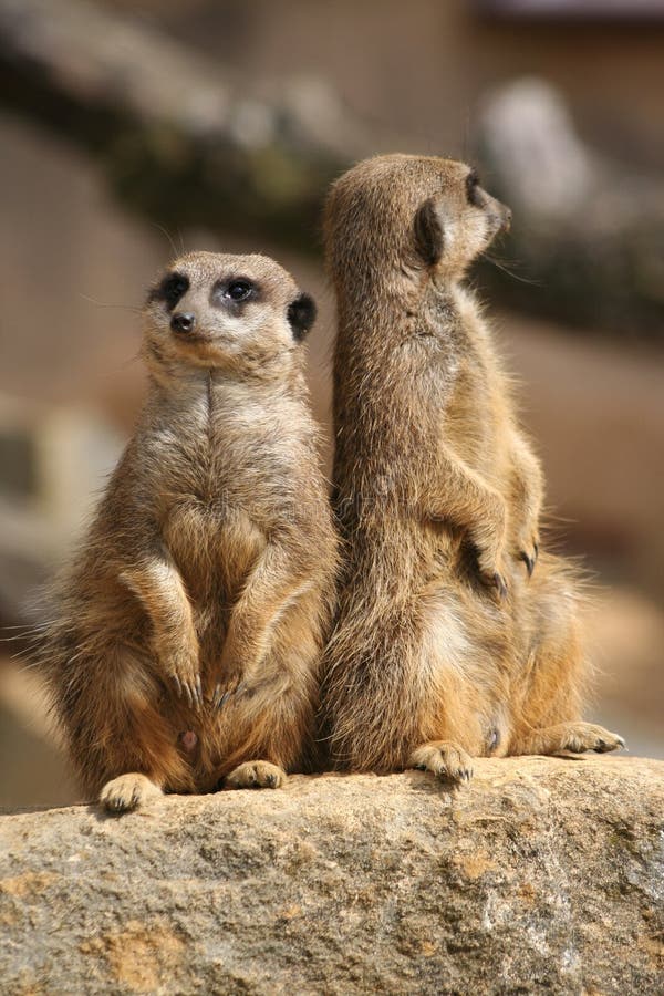 Meerkats stock image. Image of couple, meerkats, africa - 8245509
