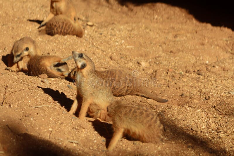 Meerkats at Play stock image. Image of chordata, burrowing - 120961029