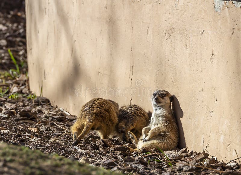 Meerkats Playing with a Ball at the Zoo Stock Image - Image of playing ...