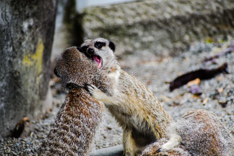 Meerkats Playing with a Ball at the Zoo Stock Image - Image of playing ...