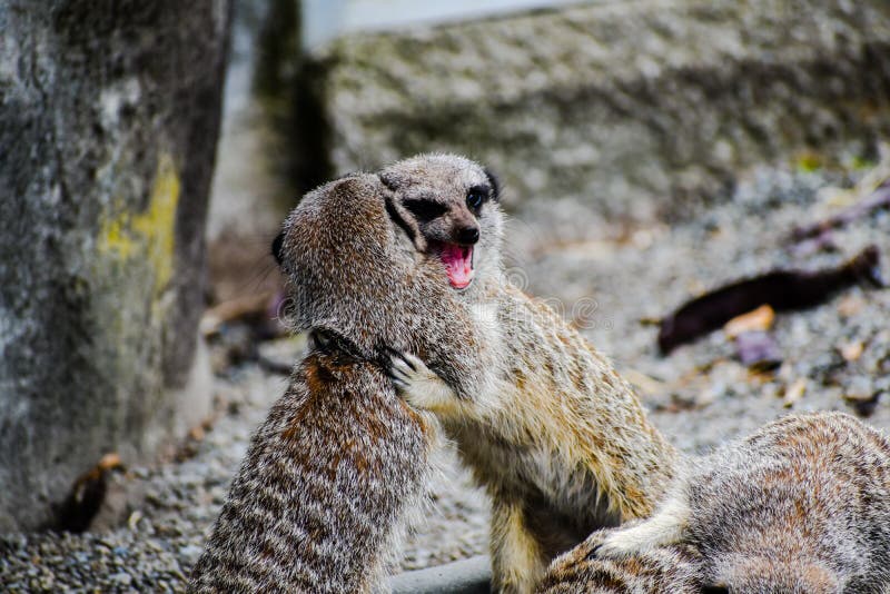 Meerkats playing together stock image. Image of branch - 203170049