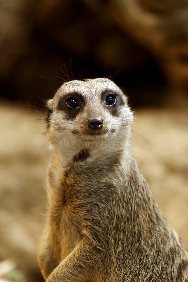 Meerkats Portrait stock image. Image of standing, africa - 28878475