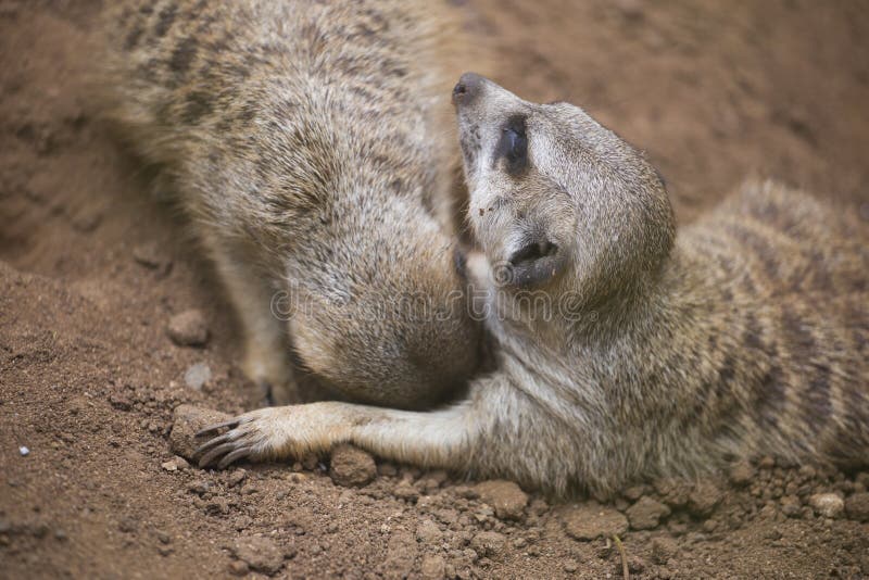 Meerkat Running Stock Photos - Free & Royalty-Free Stock Photos from ...