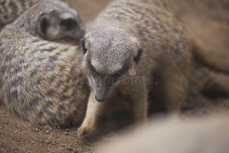 Meerkat Running Stock Photos - Free & Royalty-Free Stock Photos from ...