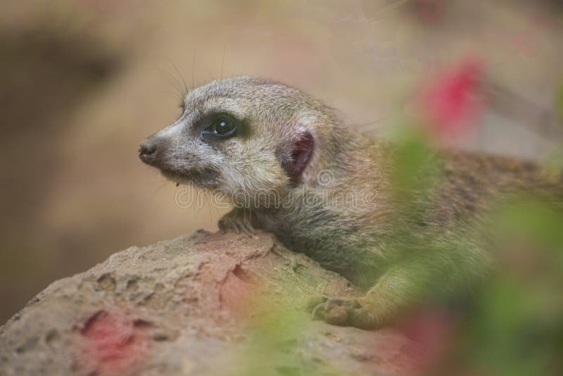 Meerkat Running Stock Photos - Free & Royalty-Free Stock Photos from ...