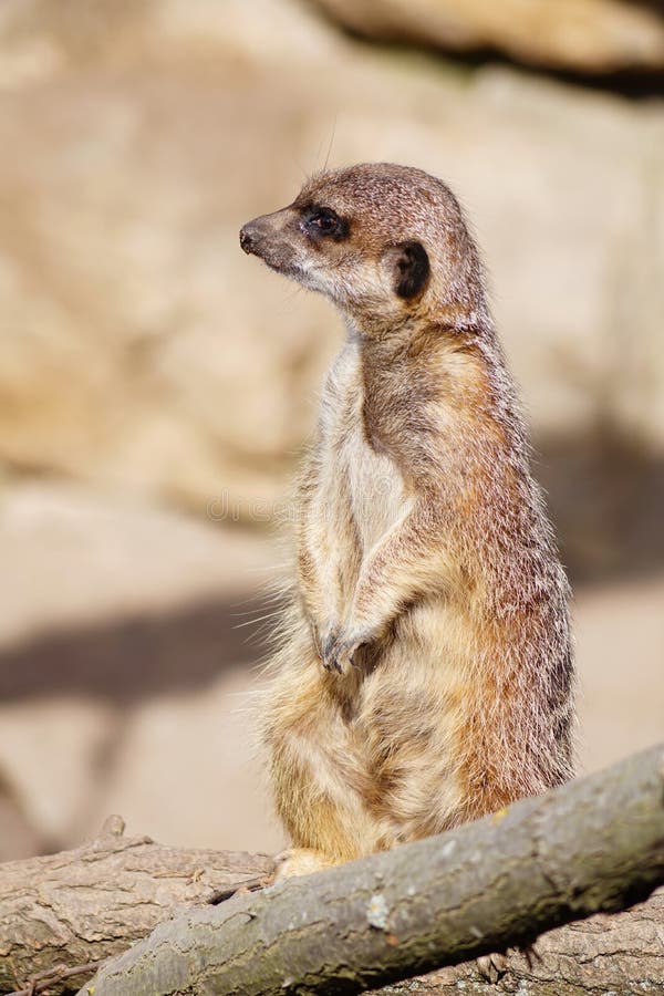 Meerkats stock photo. Image of upright, watching, predator - 51598618