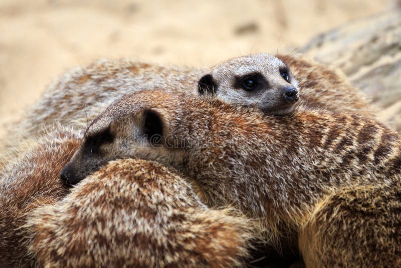 Sleeping meerkats stock image. Image of friendship, family - 33760925