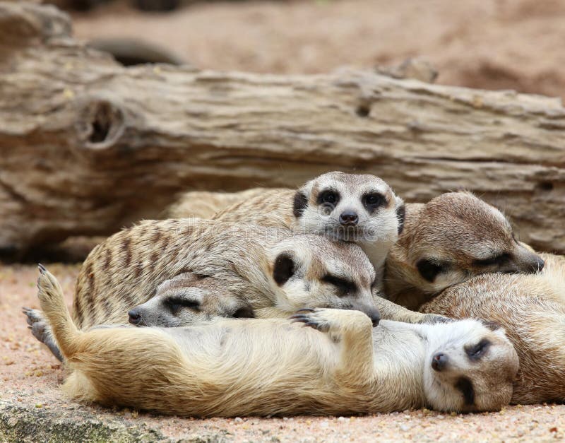 Meerkats sleeping stock image. Image of brown, creature - 32451815