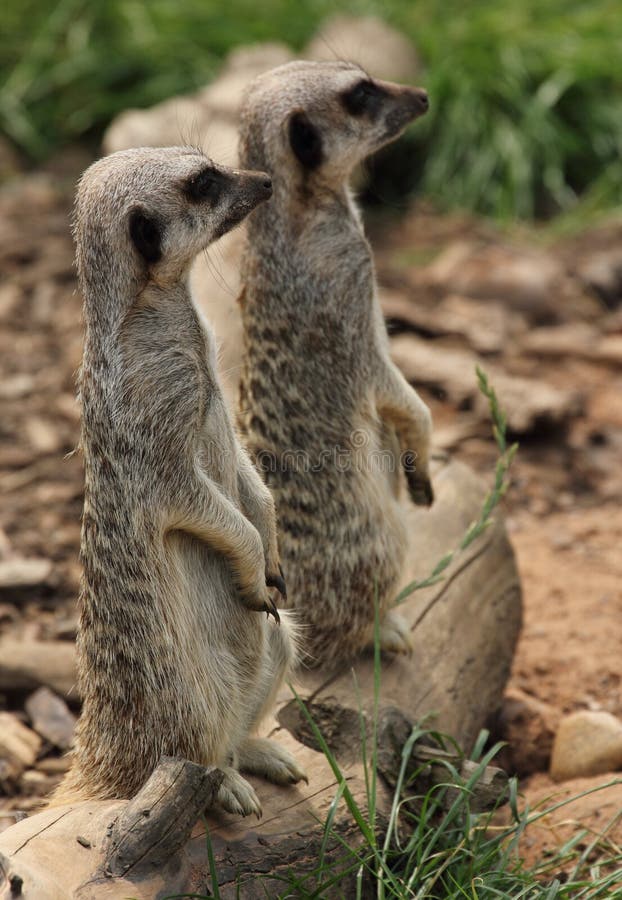 Meerkats Standing on Guard Watching for Danger To Prepare To Protect ...
