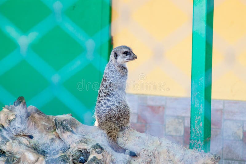 Sad Meerkats Stock Photos - Free & Royalty-Free Stock Photos from ...
