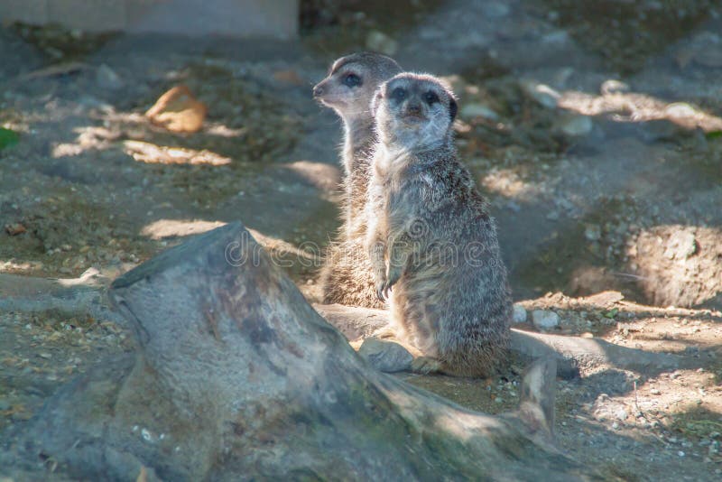 Sad Meerkat Stock Photos - Free & Royalty-Free Stock Photos from Dreamstime