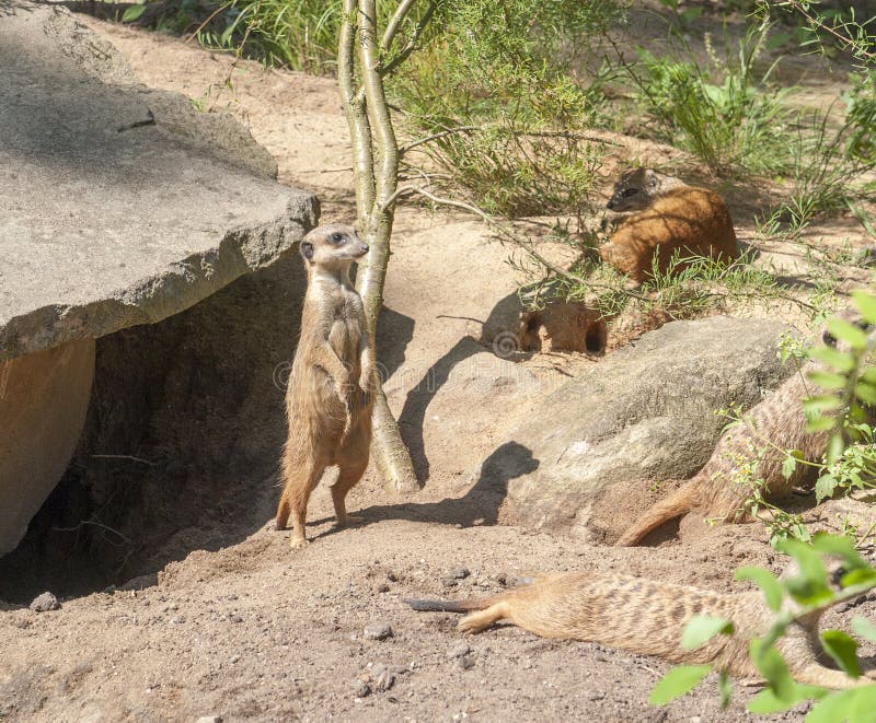 Meerkats in sunny ambiance stock photo. Image of suricate - 81281784