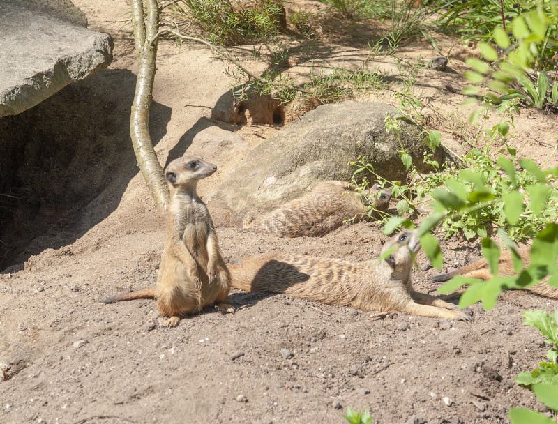 Meerkats in sunny ambiance stock image. Image of natural - 81292903