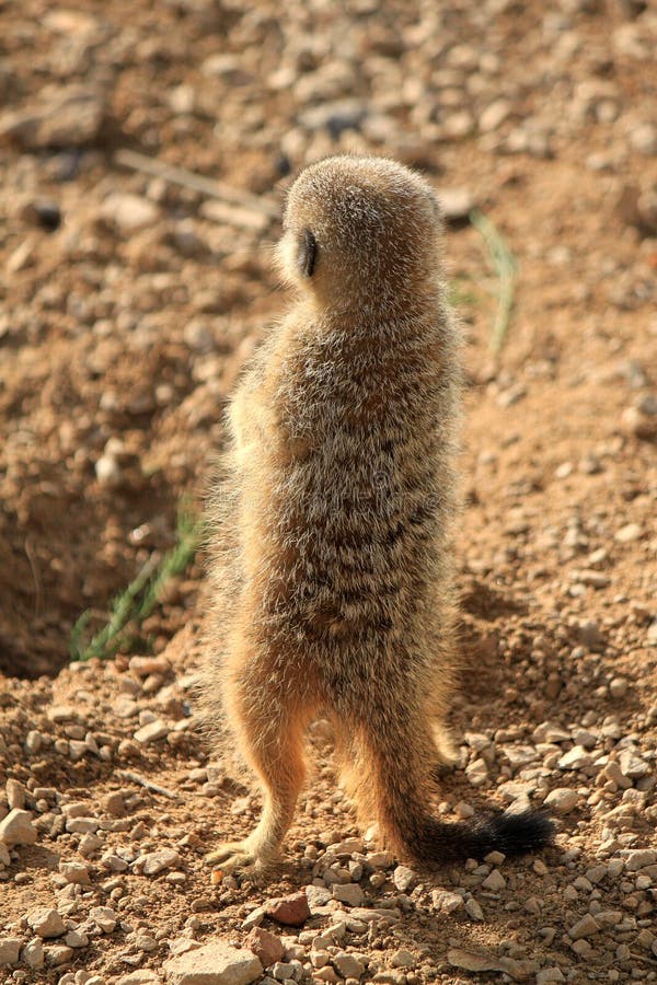 Meerkats (Suricata Suricatta ) Stock Photo - Image of baby, suricate ...