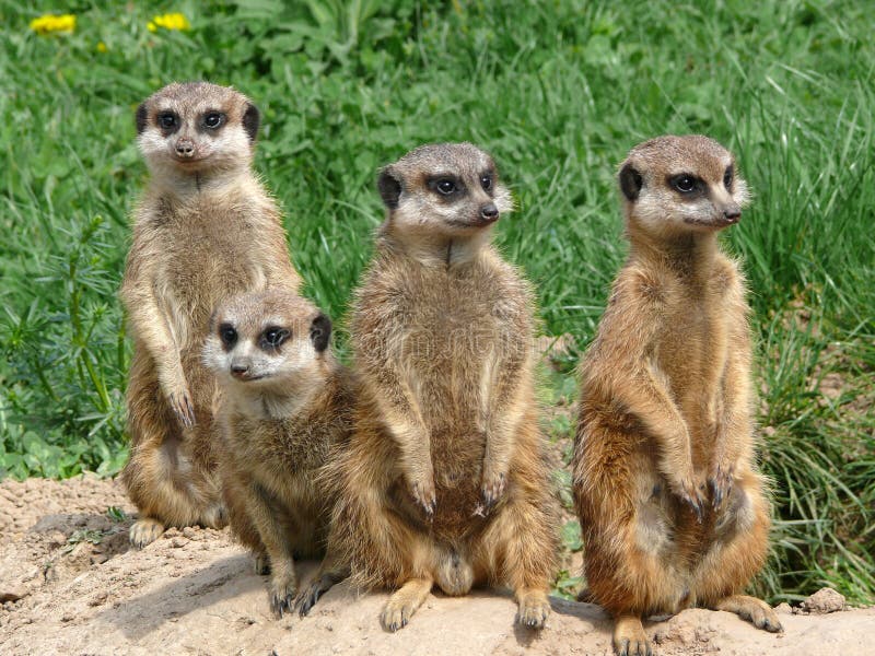 Meerkats - Suricatta Suricata Stock Foto - Image of portret, dier: 5158928