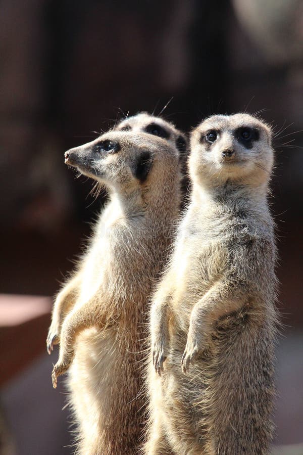 Meerkats in Their Natural Habitat Stock Photo - Image of sunny ...