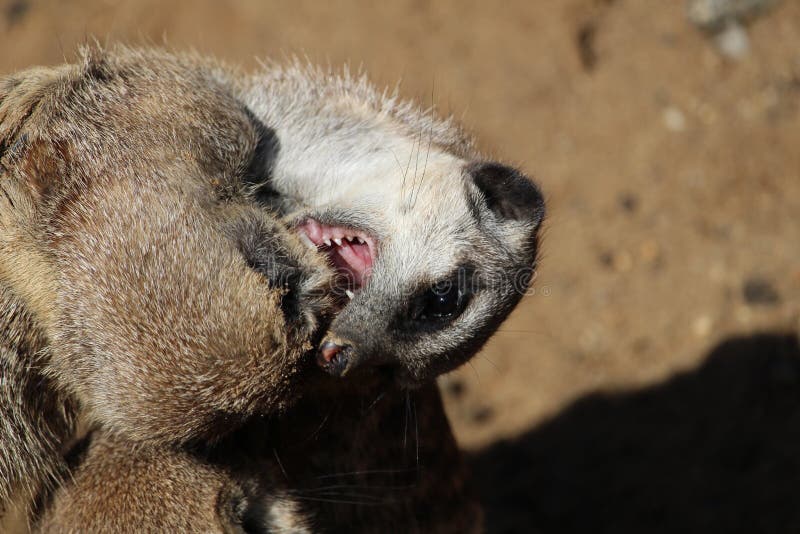 Meerkats in Their Natural Habitat Stock Photo - Image of animal ...