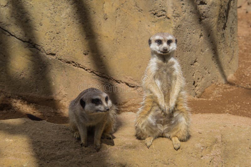 Meerkats Watching At Sunrise Stock Photo - Image of attentive, looking ...