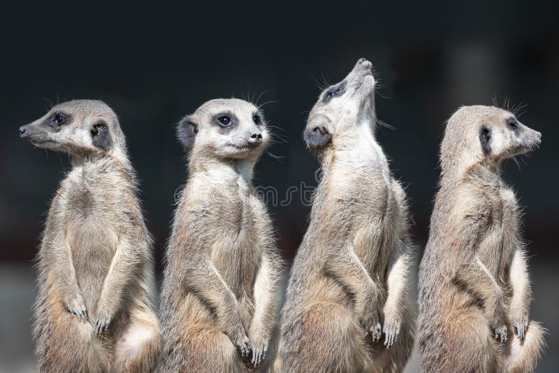 Meerkats Watching Everywhere Stock Image - Image of természet, colors ...