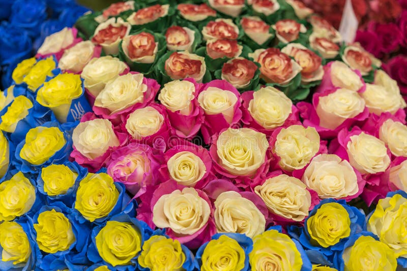 Meerkleurige Verse Rozen Groot, Mooi Gebak Van Rozen Van Verschillende ...