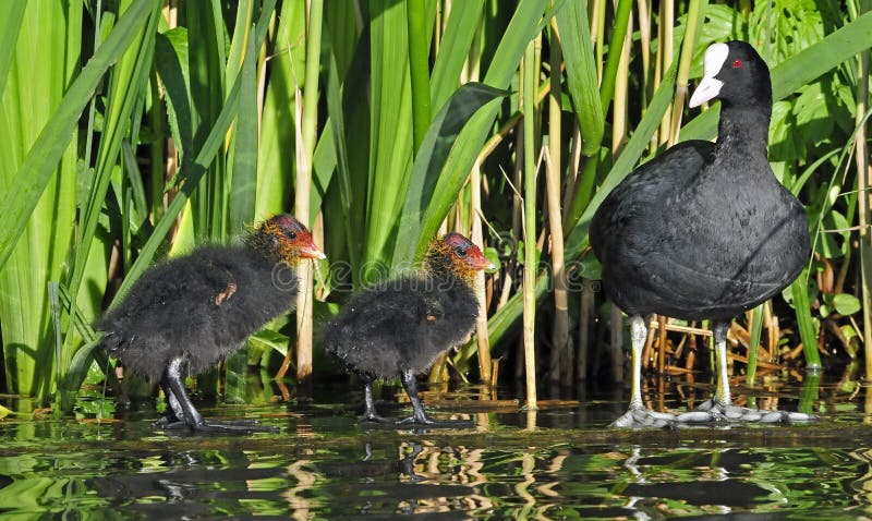 Meerkoet, Eurasian Coot, Fulica Atra Stock Image - Image of vogel, bird ...
